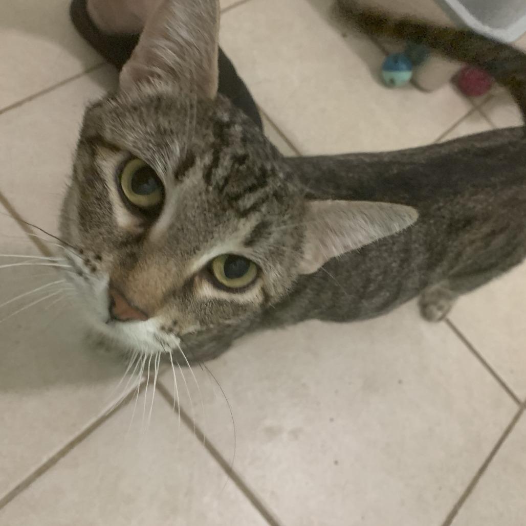 Adopt Lackland in San Antonio | Domestic Short Hair Cat | GetBuddy