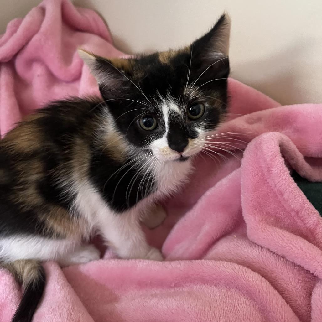 Adopt Iris in Buellton | Domestic Short Hair Cat | GetBuddy